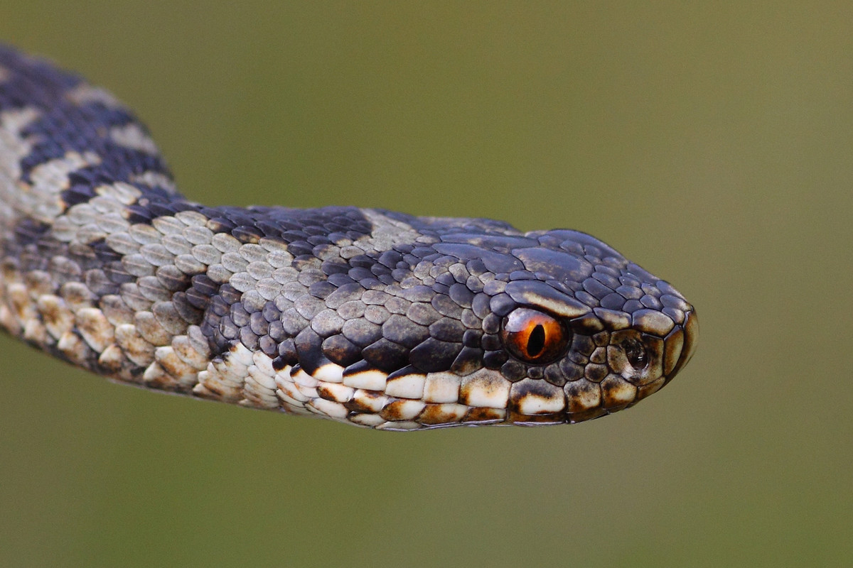 Maintenant ou jamais pour la péliade ! - Pôle Raînne