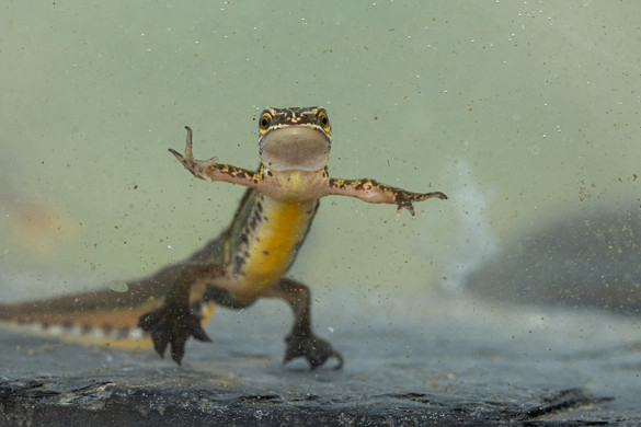 Triton palmé - Pôle Raînne